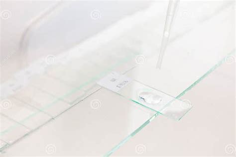 Scientist Preparing Slides With Paraffin Embedded Tissue Samples For Immunohistochemistry Assay