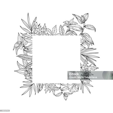 흑인과 백인 그래픽 잎 벡터 사각형 프레임 와 공백 공간 Here Png Here Png Here Bread 열대 Tradescantia 야자수 Areca Cycas 집