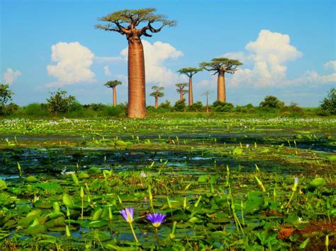 Madagascar Reef Doctor Marine Conservation