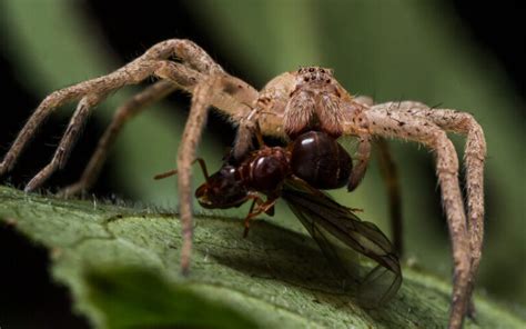 Fact File Australian Wolf Spider Lycosidae Australian Geographic