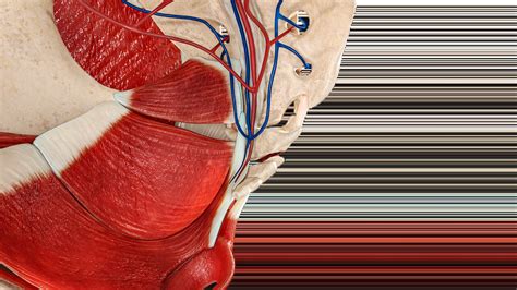Scapula Fractures Classification Symptoms Signs Diagnosis And Treatment