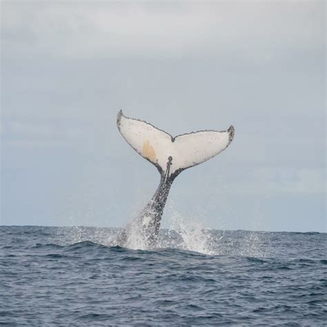 The Unique Thumbprint Of Whales How Researchers Use Whale Tails For