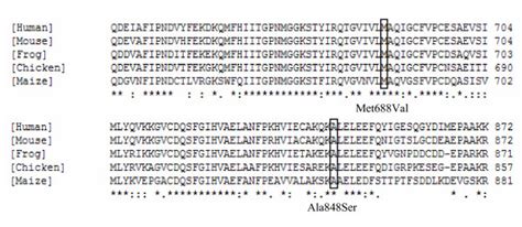 Phylogeny Of The MSH2 Met688Val And Ala848Ser Variants Multiple