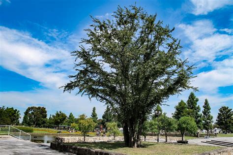 ケヤキ 無料画像フリー写真素材ActivePhotoStyle