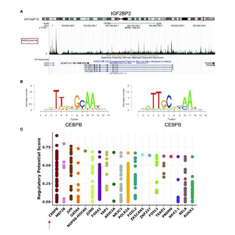 Transcription Factor Prediction Of Igf2bp2 A Visual Presentation