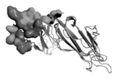 Molecular Structure Of C Reactive Protein Crp A Tape Diagram Of Download Scientific