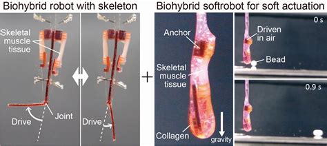 B01 18 Biohybrid Softrobots Powered By Skeletal Muscle Tissue Capable Of High Speed Motion