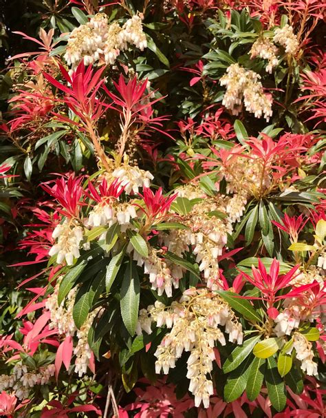 Japanese Pieris Pieris Japonica Japanese Andromeda Shrub Evergreen Bumbleseeds