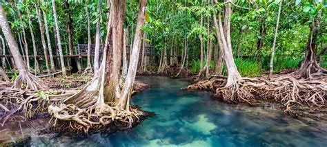 Drones To The Rescue A Technological Revolution In Forest Protection