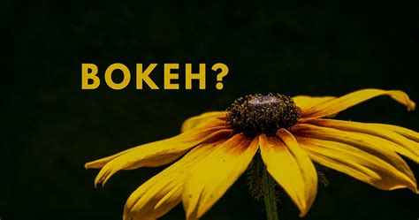 Demystifying Bokeh Understanding The Art Of Blurred Backgrounds In