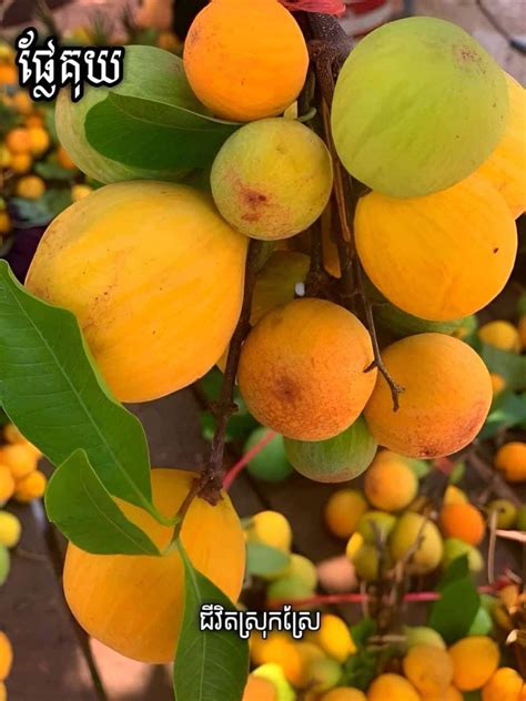 វត្តភ្នំរាប វត្តភ្នំរាប ទឹកដីទល់ដែនវៀតណាម