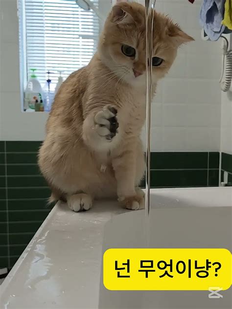 물줄기 친구 Cat 고양이 기분좋아지는영상 기분좋은 냥이로그 Youtube