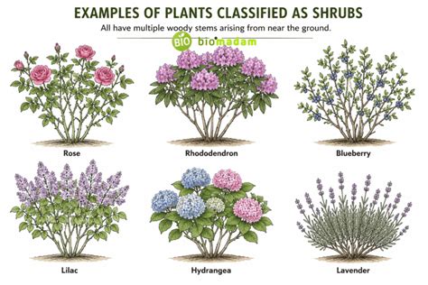 What Plants Are Classified As Shrubs Definition And 10 Examples