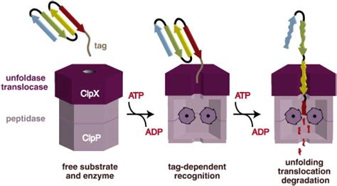 Clare West Oxford Protein Informatics Group
