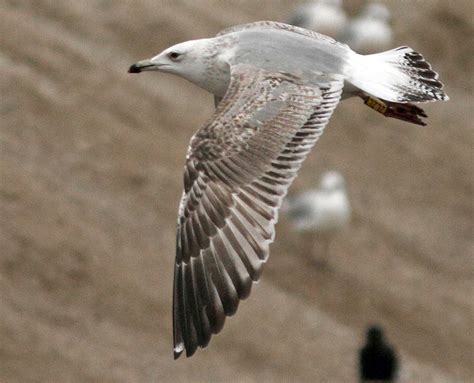 Larus Cachinnans