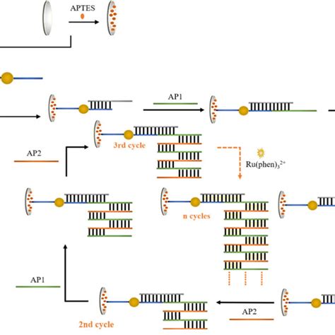 Diagrammatic Representation Of The Dual Signal Amplified Dna