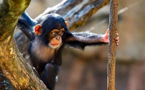 Similarities In Human And Chimpanzee Behavior Support Evolutionary