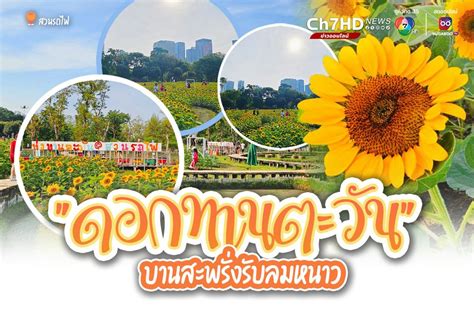 ข่าว1 ปีมีครั้งเดียว ดอกทานตะวัน บานสะพรั่งรับลมหนาว ณ สวนรถไฟ