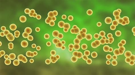 Premium Photo Colony Of Staphylococcus Aureus Bacteria Multidrug Resistant Bacteria