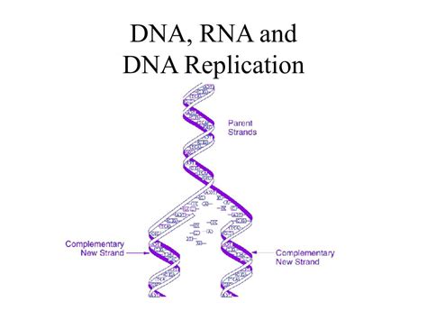 PPT DNA RNA And DNA Replication PowerPoint Presentation Free Download ID 6410292