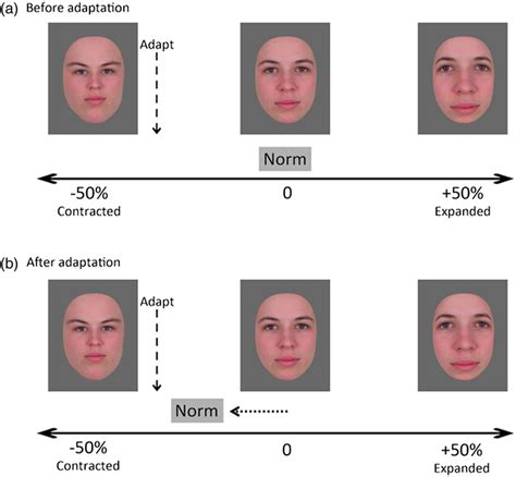 A Representation Of Adaptation Affecting The Position Of A Norm On The