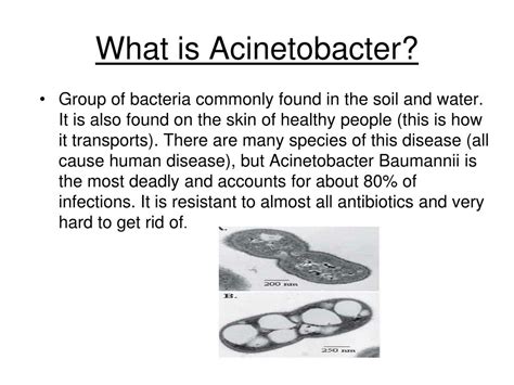 Ppt Acinetobacter Baumannii Powerpoint Presentation Free Download