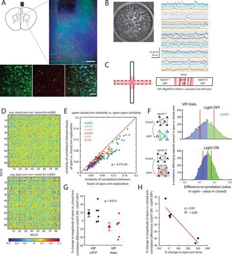 Vip Interneurons Contribute To Avoidance Behavior By Regulating Information Flow Across