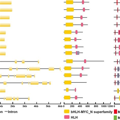 Gene Structure Conserved Regions And Motif Organization Of Myc Genes Download Scientific