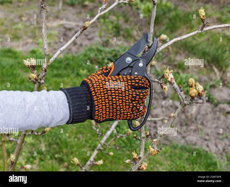 Farmer Looks After The Garden Spring Pruning Of Fruit Trees Woman