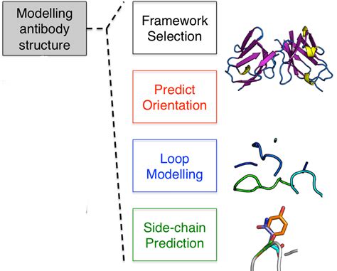 Modelling Antibodies From Sequence To Structure… Oxford Protein Informatics Group
