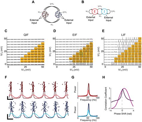 Comparison Of The Phase Portraits Of Excitatory Inhibitory Networks A