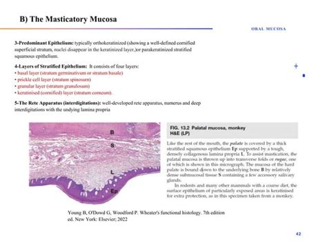 Histology Of The Oral Cavity Maha Hammady Pptx