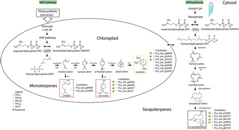 A Schematic View Of Putative Terpene Synthase Genes Involved In Download Scientific Diagram