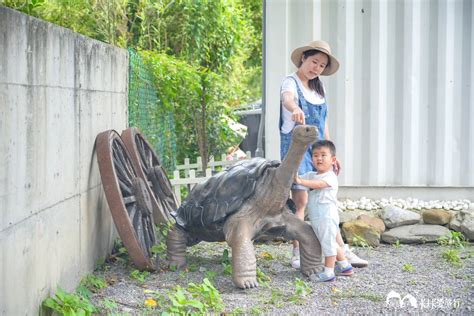 宜蘭最新景點1慢吞吞農場近距離餵18隻蘇卡達象龜狐獴純白貨櫃超好拍 食尚玩家
