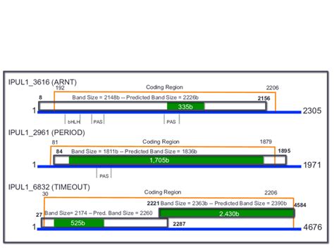 The Sequencing Map Above Shows That A Portion Of Each Of The Three Download Scientific Diagram
