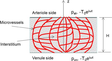 A Capillary Bed Under The Vascular Pressures At The Arteriole And