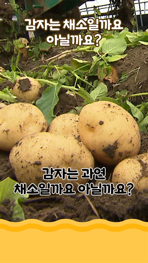 감자는 채소일까요 아닐까요 비디오머그 감자 미국 비만 채소 오늘의 숏 Beta