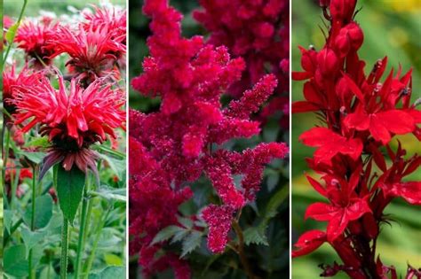 How To Harvest Poppy Seeds For Your Lush Flower Garden