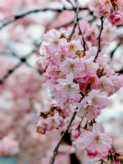 Pretty Pink Background Photos Download The Best Free Pretty Pink