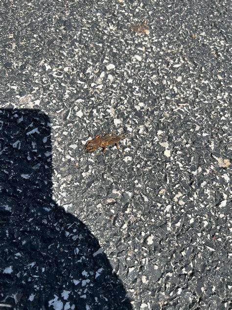 Help Identifying Bug Rwhatsthisbug