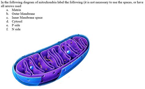 Solved In The Following Diagram Of Mitochondria Label The Following It Is Not Necessary To Use