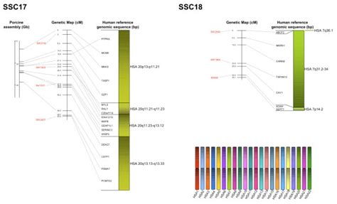 Averaged Sex Linkage Maps Of Porcine Chromosome 17 And 18 Each Linkage
