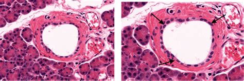 Citoplasma De Celulas Epiteliais Humanas