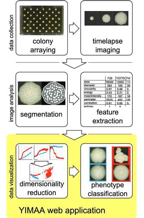 The Components Of The Platform For Automated Quantitative Analysis Of Download Scientific
