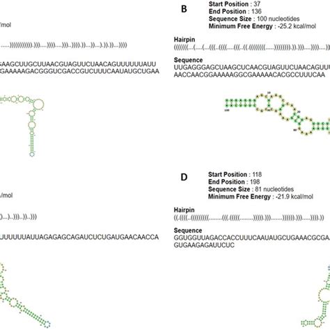 An Example Of Predicted Pre Mirnas In The Output Page Of Mirnafold Web