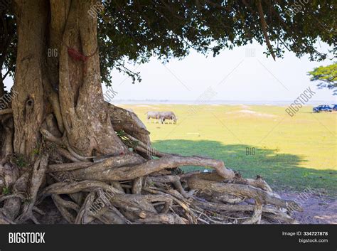 Large Tree Roots Trunk Image Photo Free Trial Bigstock