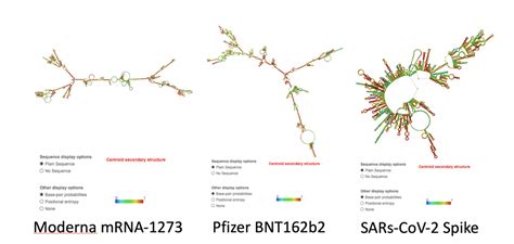 DNA RNA Hybrids R Loops And Nuclease Resistance Of The MRNA Vaccines