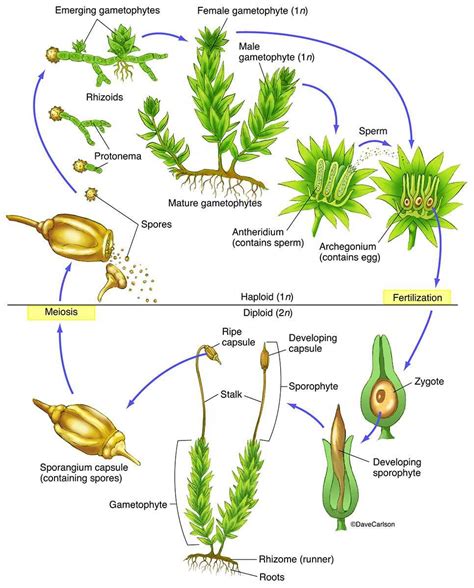 Anatomy Of A Fern Gametophyte A Visual Guide