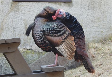 Mass Audubon Ebird Checklist 12 Mar 2023 Museum Of American Bird