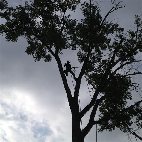 Tree Trimming Service Crosby Arborist